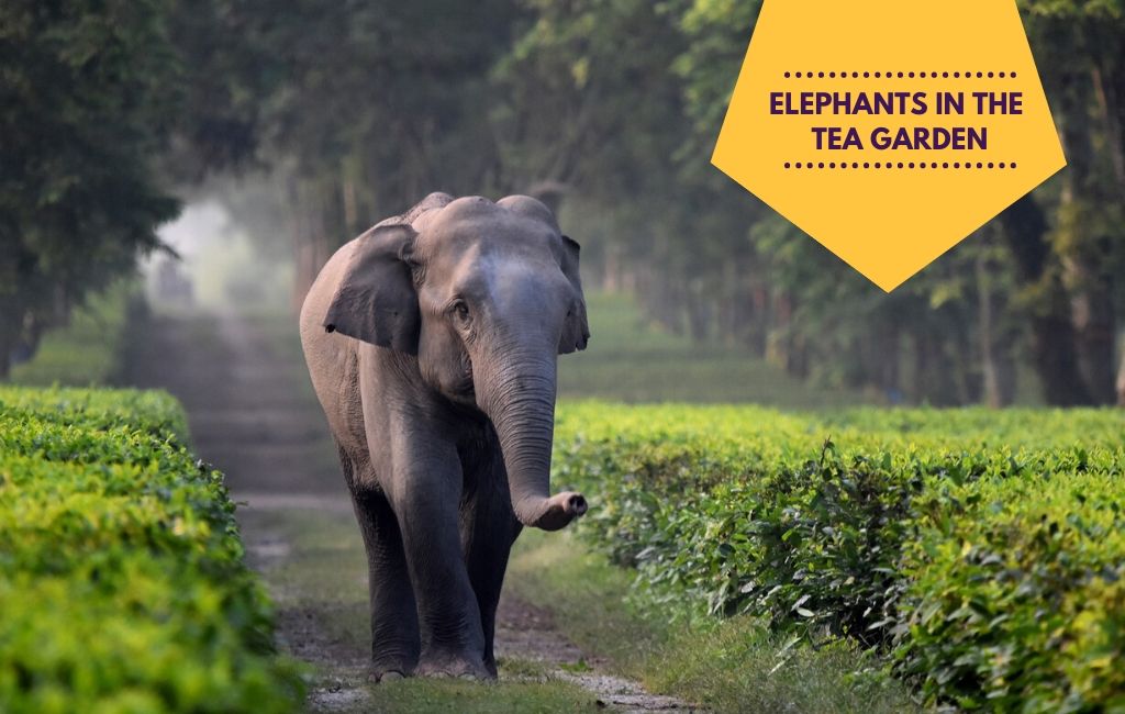 Asian Elephants Assam Tea Living With Wild Asian Elephant: Tea Garden